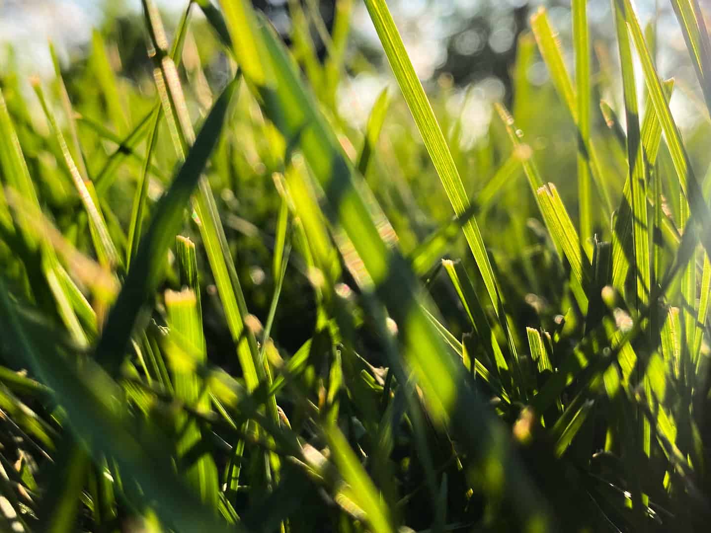Fertilize your lawn in fall for lush grass in spring | Whispering Hills ...