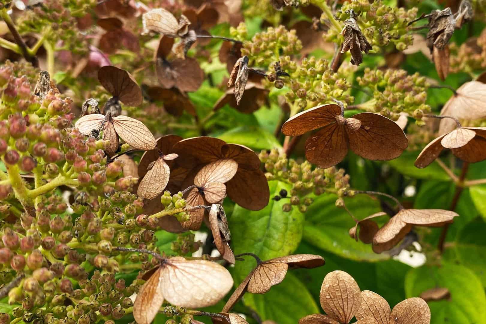 How to prune hydrangeas during fall time | Whispering Hills Nursery
