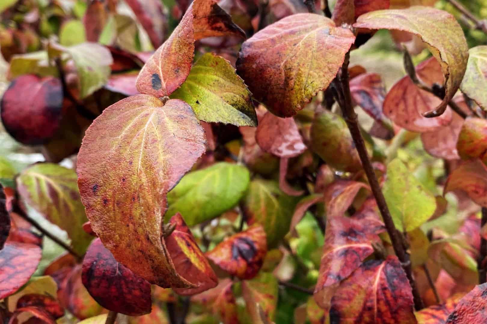 Deciduous Plant Deciduous Shrubs That Add Winter Interest To The