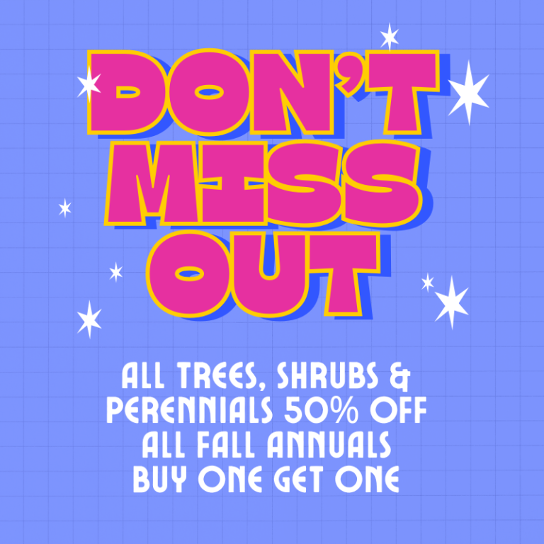 Fall needle drop is normal, here’s what to look for | Whispering Hills ...