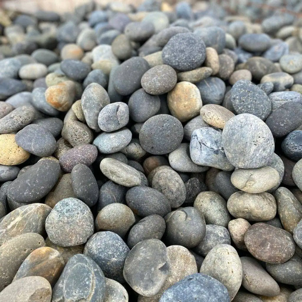Mexican Pond Pebbles | Whispering Hills Nursery